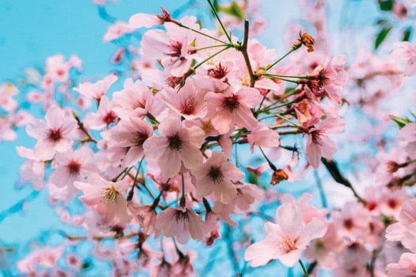 Vintage Cherry Wallpapers - Top Free Vintage Cherry Backgrounds ...