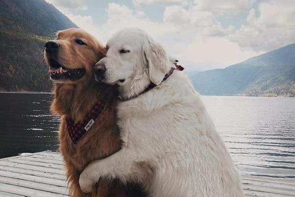 Animals Love Wallpapers - Top Free Animals Love Backgrounds ...