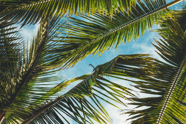 Tropical Color Wallpapers - Top Free Tropical Color Backgrounds ...