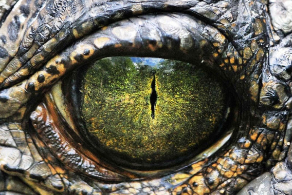 Crocodile Lizard iPhone Wallpapers - Top Free Crocodile Lizard iPhone ...