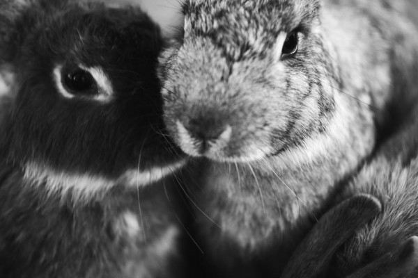 Rabbit Desktop Wallpapers - Top Free Rabbit Desktop Backgrounds ...