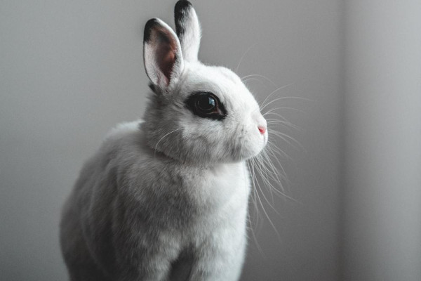 Rabbit Anime Wallpapers - Top Free Rabbit Anime Backgrounds ...