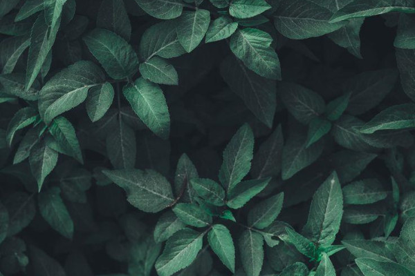 Soft Green Wallpapers - Top Free Soft Green Backgrounds - WallpaperAccess