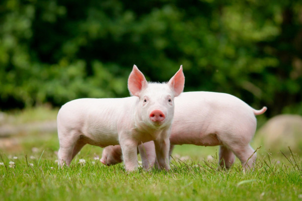 Ice Cube Wallpapers - Top Free Ice Cube Backgrounds - WallpaperAccess