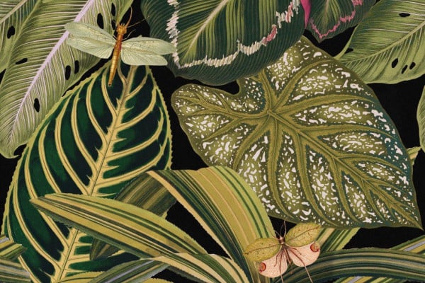 Amazon HD Wallpapers - Top Free Amazon HD Backgrounds - WallpaperAccess