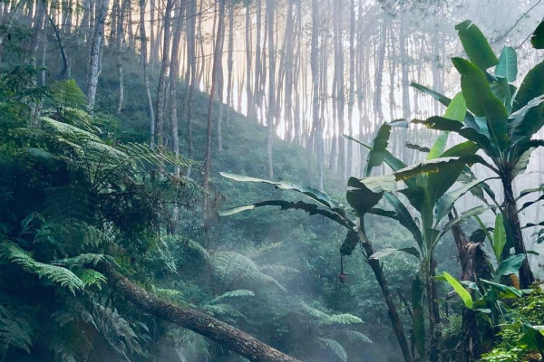 Jungle Computer Wallpapers - Top Free Jungle Computer Backgrounds ...