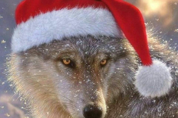 Wolf's Rain Wallpapers - Top Free Wolf's Rain Backgrounds - WallpaperAccess