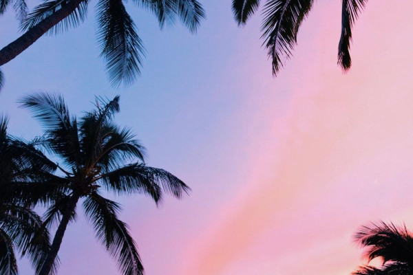 Tumblr Palm Trees Desktop Wallpapers - Top Free Tumblr Palm Trees ...