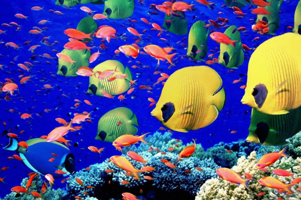 Big Fish Wallpapers - Top Free Big Fish Backgrounds - WallpaperAccess