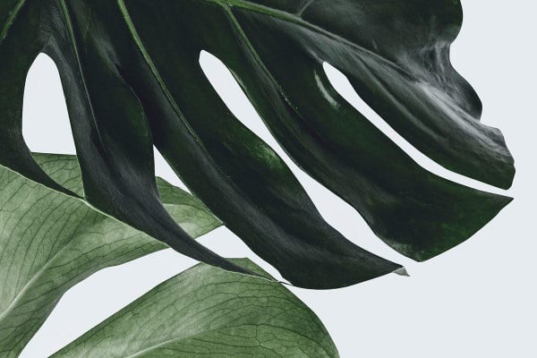 Monstera Desktop Wallpapers - Top Free Monstera Desktop Backgrounds ...