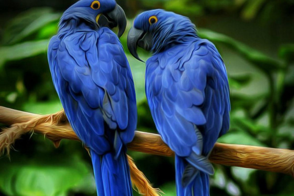 Parrot iPhone Wallpapers - Top Free Parrot iPhone Backgrounds ...