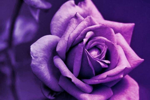 Blue Rose Aesthetic Wallpapers - Top Free Blue Rose Aesthetic ...