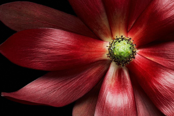 Red Dell Wallpapers - Top Free Red Dell Backgrounds - WallpaperAccess