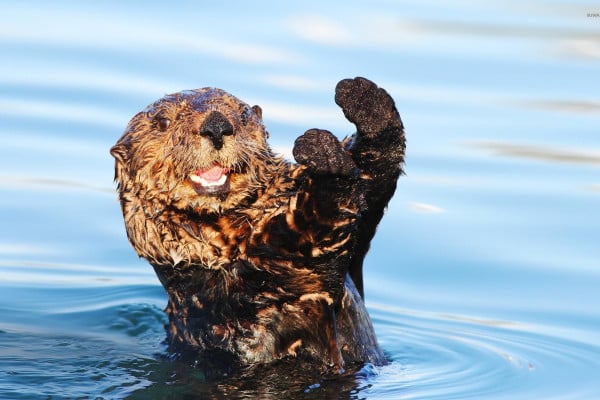 Sea Otter Wallpapers - Top Free Sea Otter Backgrounds - WallpaperAccess