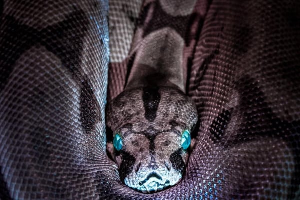 Black Snake Wallpapers - Top Free Black Snake Backgrounds - WallpaperAccess