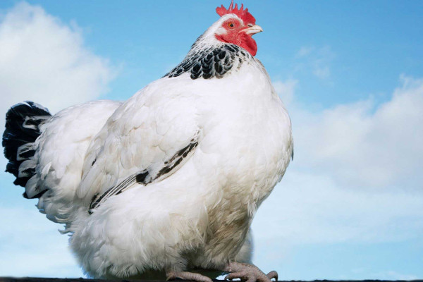 Chicken Wallpapers - Top Free Chicken Backgrounds - WallpaperAccess