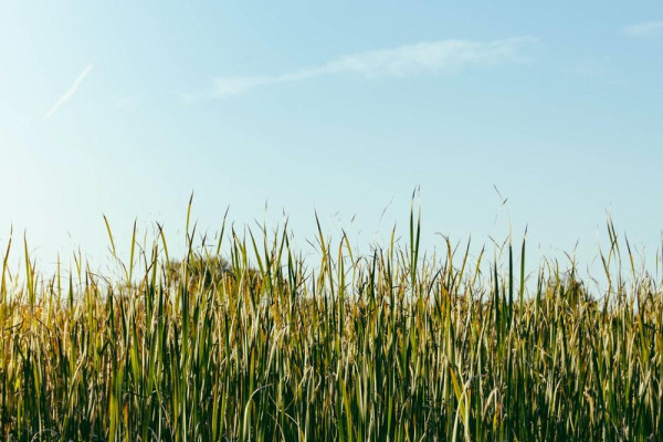 Spring Grass Wallpapers - Top Free Spring Grass Backgrounds ...