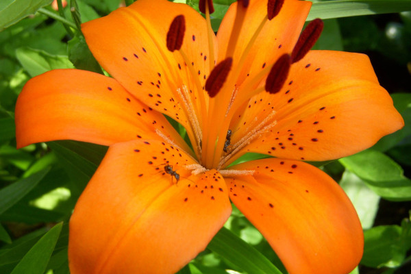 Lily Flower Wallpapers - Top Free Lily Flower Backgrounds - WallpaperAccess