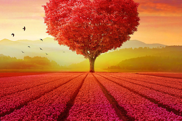 Garden Sunset Wallpapers - Top Free Garden Sunset Backgrounds ...