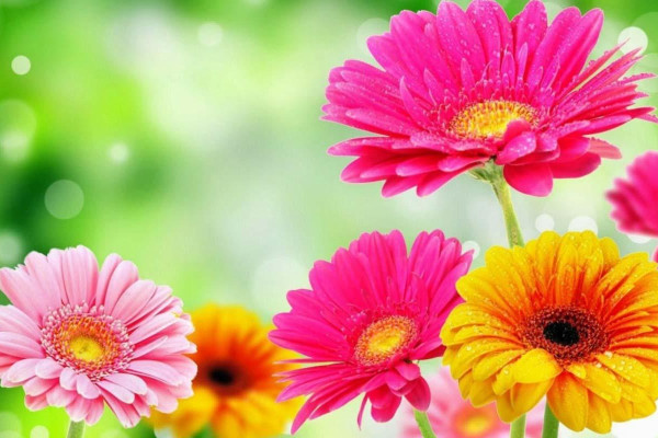 3D Spring Wallpapers - Top Free 3D Spring Backgrounds - WallpaperAccess