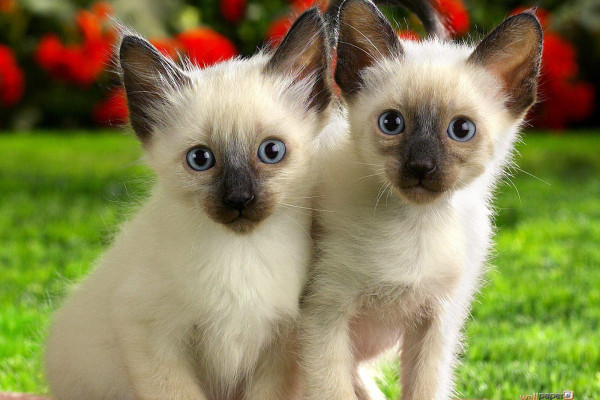 Siamese Cat Wallpapers - Top Free Siamese Cat Backgrounds - WallpaperAccess