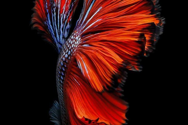 Black Fish Wallpapers - Top Free Black Fish Backgrounds - WallpaperAccess