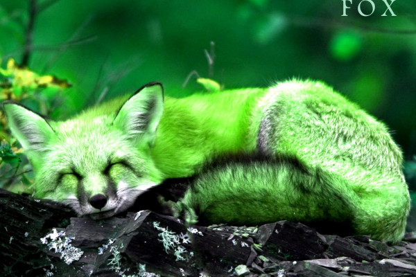 Spirit Fox Wallpapers - Top Free Spirit Fox Backgrounds - WallpaperAccess
