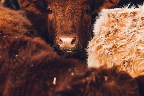 Dairy Cow Wallpapers - Top Free Dairy Cow Backgrounds - WallpaperAccess