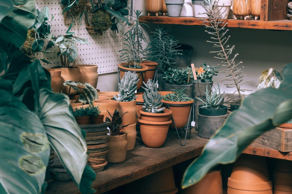 Growing Plant Wallpapers - Top Free Growing Plant Backgrounds ...