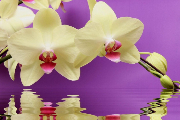 Orchid Zen Wallpapers - Top Free Orchid Zen Backgrounds - WallpaperAccess