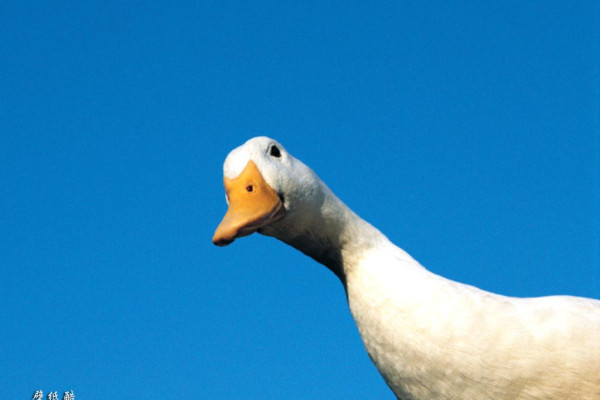 Goose Wallpapers - Top Free Goose Backgrounds - WallpaperAccess