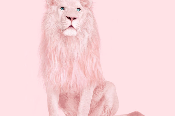 Purple Lion Wallpapers - Top Free Purple Lion Backgrounds - WallpaperAccess