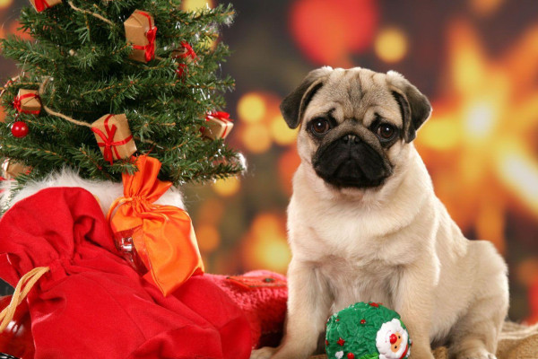 Funny Pug Dog Wallpapers - Top Free Funny Pug Dog Backgrounds ...