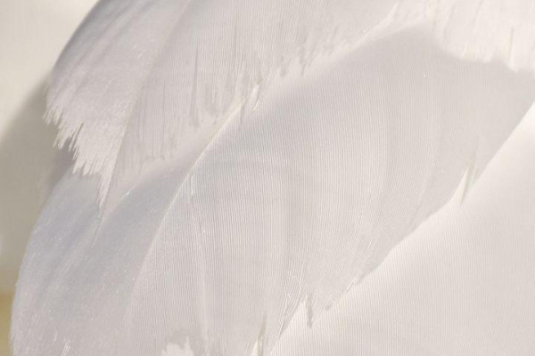 Black Feather Wallpapers - Top Free Black Feather Backgrounds ...