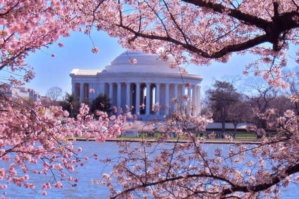 DC Cherry Blossom Desktop Wallpapers - Top Free DC Cherry Blossom ...