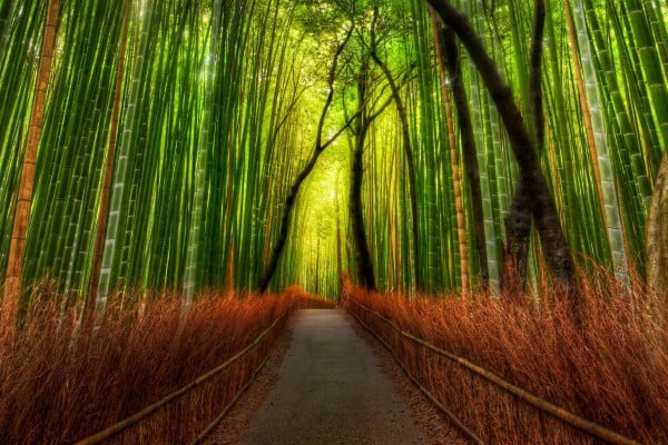 Forest Dual Screen Wallpapers - Top Free Forest Dual Screen Backgrounds ...