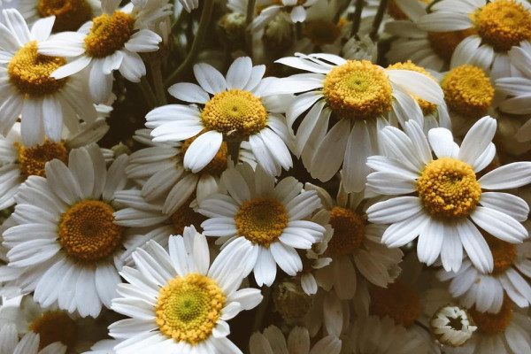 Chamomile Wallpapers - Top Free Chamomile Backgrounds - WallpaperAccess