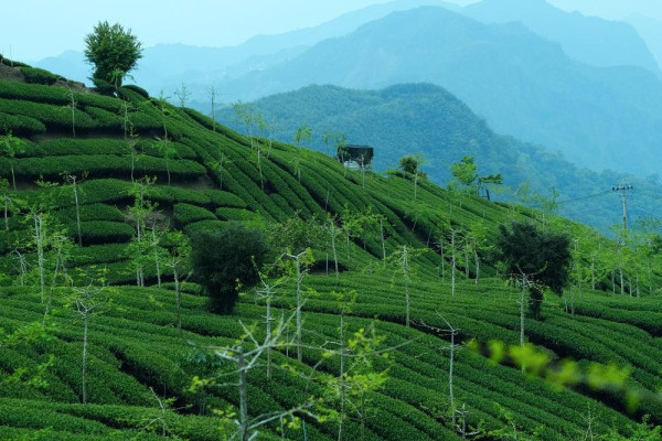 Indian Tea Wallpapers - Top Free Indian Tea Backgrounds - WallpaperAccess