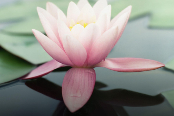 White Lotus Wallpapers - Top Free White Lotus Backgrounds - WallpaperAccess