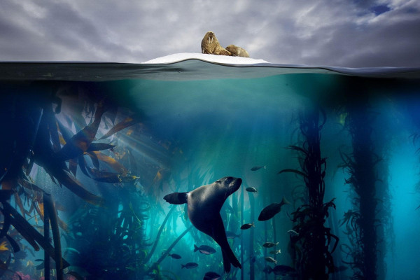 Our Planet Netflix Wallpapers - Top Free Our Planet Netflix Backgrounds ...