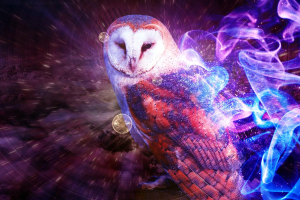 Autumn Owl Desktop Wallpapers - Top Free Autumn Owl Desktop Backgrounds ...