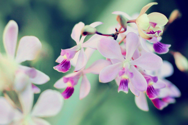 Orchid Zen Wallpapers - Top Free Orchid Zen Backgrounds - WallpaperAccess