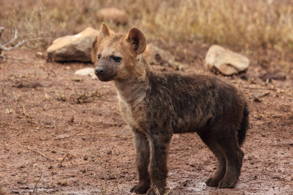 Baby Lion Wallpapers - Top Free Baby Lion Backgrounds - WallpaperAccess