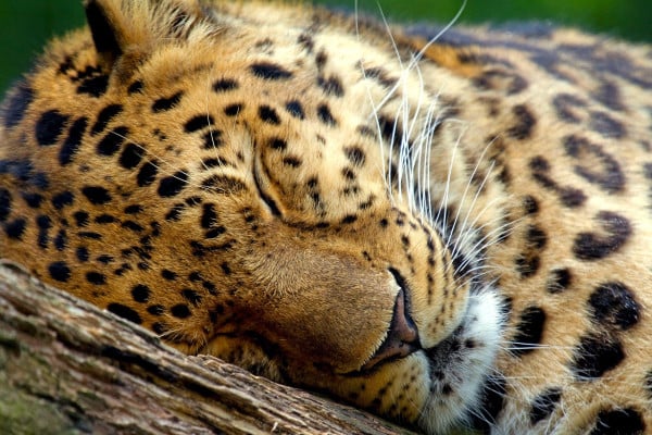 Cool Leopard Wallpapers - Top Free Cool Leopard Backgrounds ...