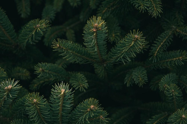 Pine Tree Wallpapers - Top Free Pine Tree Backgrounds - WallpaperAccess