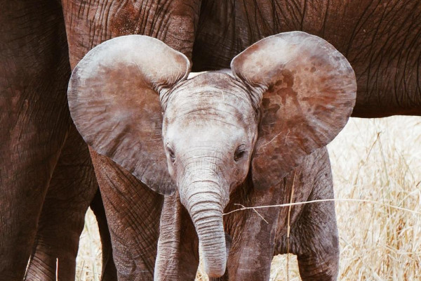 Baby Elephant Dark Wallpapers - Top Free Baby Elephant Dark Backgrounds ...