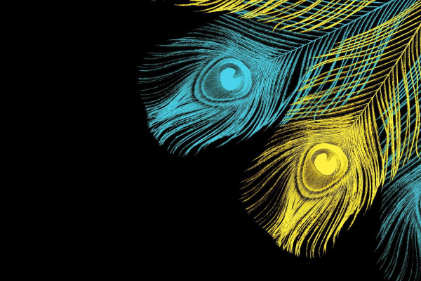 Black Feather Wallpapers - Top Free Black Feather Backgrounds ...