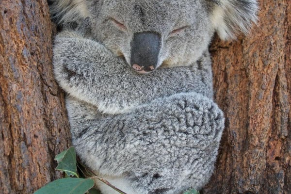 Koala Wallpapers - Top Free Koala Backgrounds - WallpaperAccess