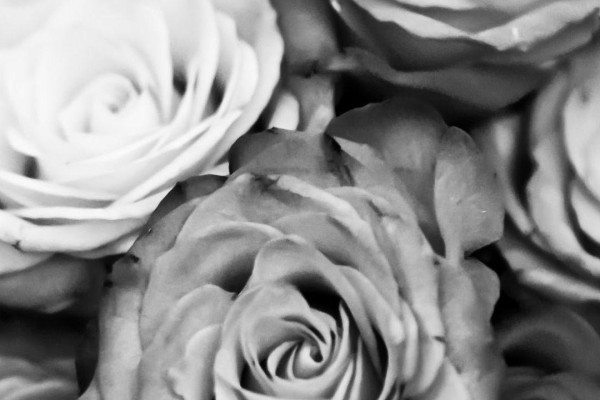 Gray Rose Wallpapers - Top Free Gray Rose Backgrounds - WallpaperAccess