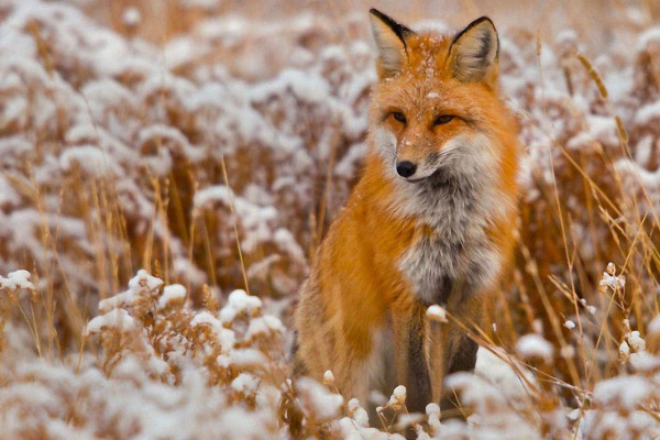 Red Wolf Wallpapers - Top Free Red Wolf Backgrounds - WallpaperAccess